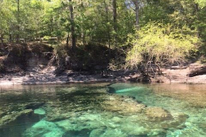 Little River Spring - O'Brian, Florida - Florida Springs