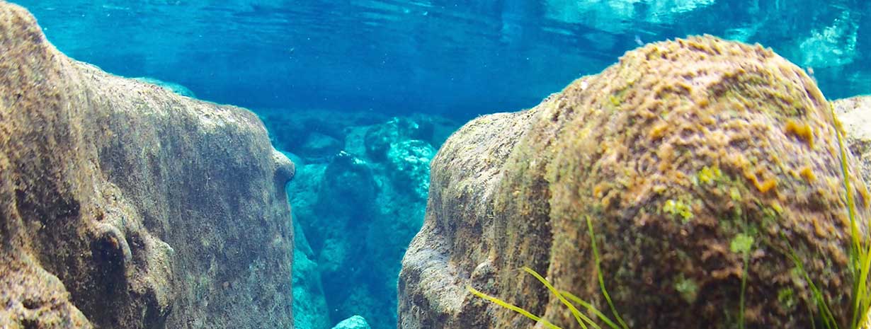 Salt Springs - Salt Springs, Florida - Florida Springs