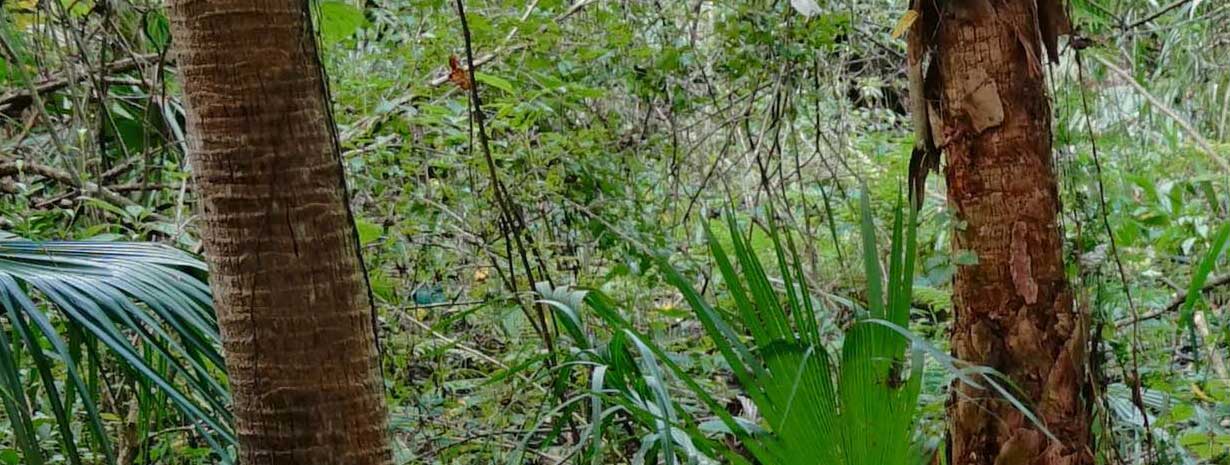 Ginger Ale Spring - Wekiwa Springs, Florida - Florida Springs
