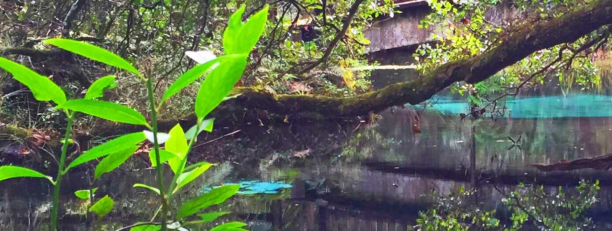 Fern Hammock Springs - Ocala National Forest, Florida - Florida Springs