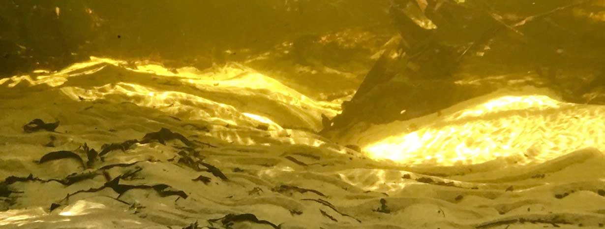 Morman Branch Spring - Astor, Florida - Florida Springs